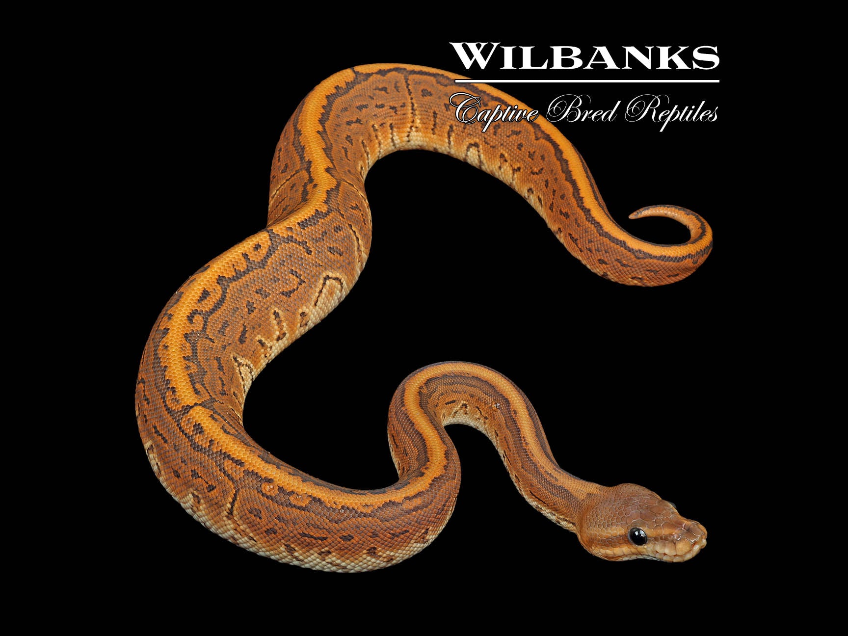 Orange Crush Black Pastel Pinstripe Ball Python ♀ '25 – Wilbanks Captive Bred Reptiles