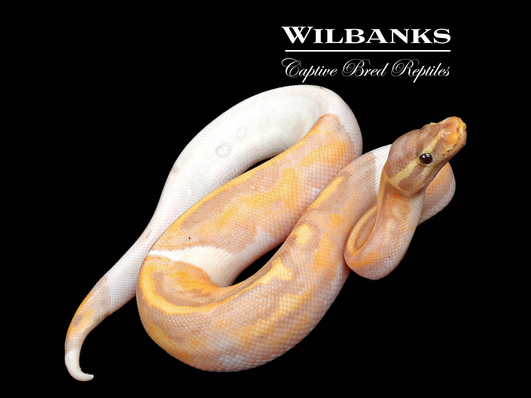 Banana Pied Ball Python ♂ '25 – Wilbanks Captive Bred Reptiles