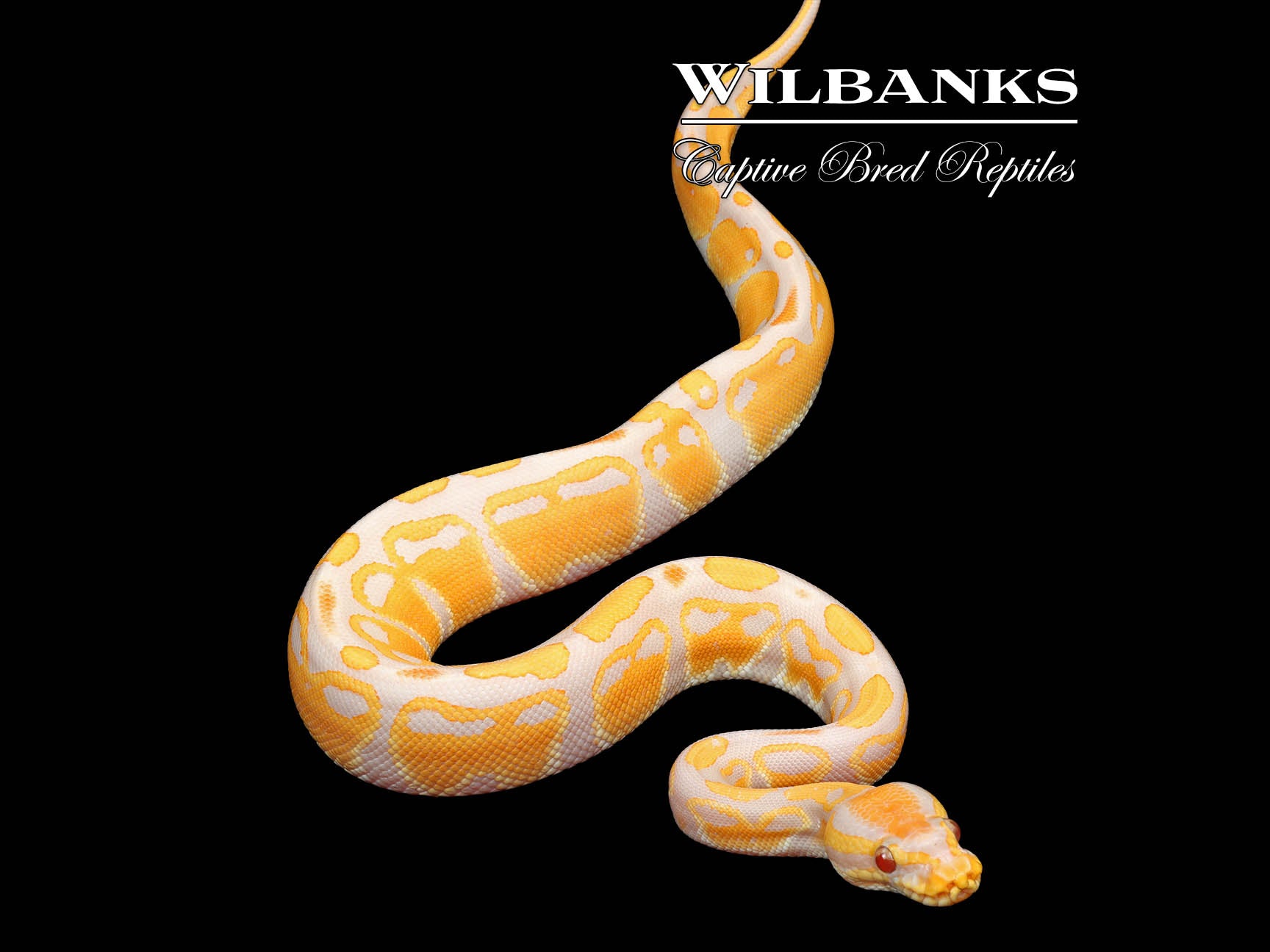 Lavender Albino 100% Het. Pied Ball Python ♀ '25 – Wilbanks Captive Bred Reptiles