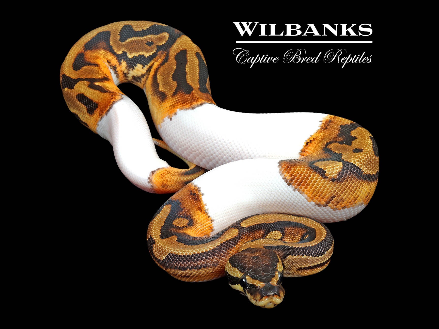 Pied Ball Python ♀ '25 – Wilbanks Captive Bred Reptiles