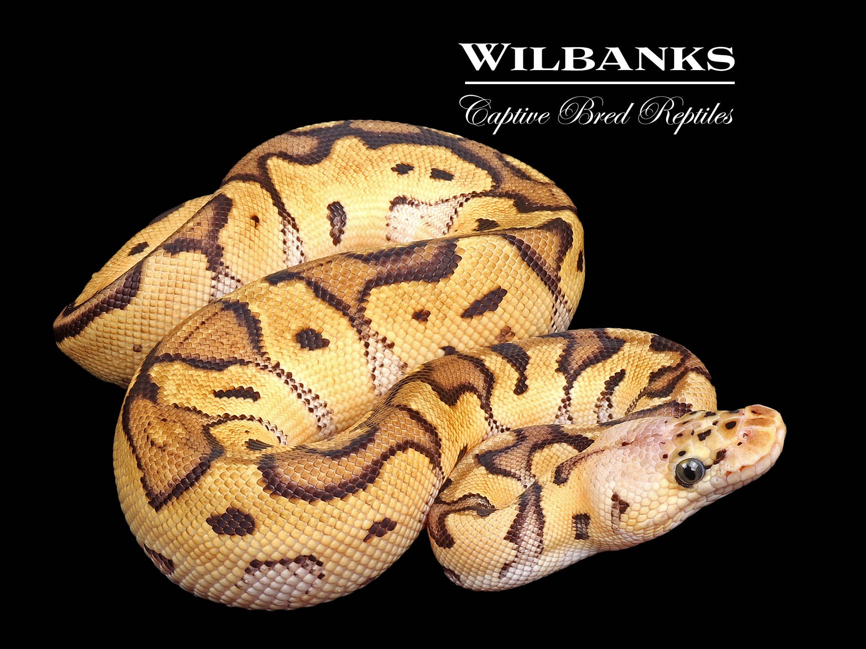 Pastel Clown Ball Python ♂ '25 – Wilbanks Captive Bred Reptiles
