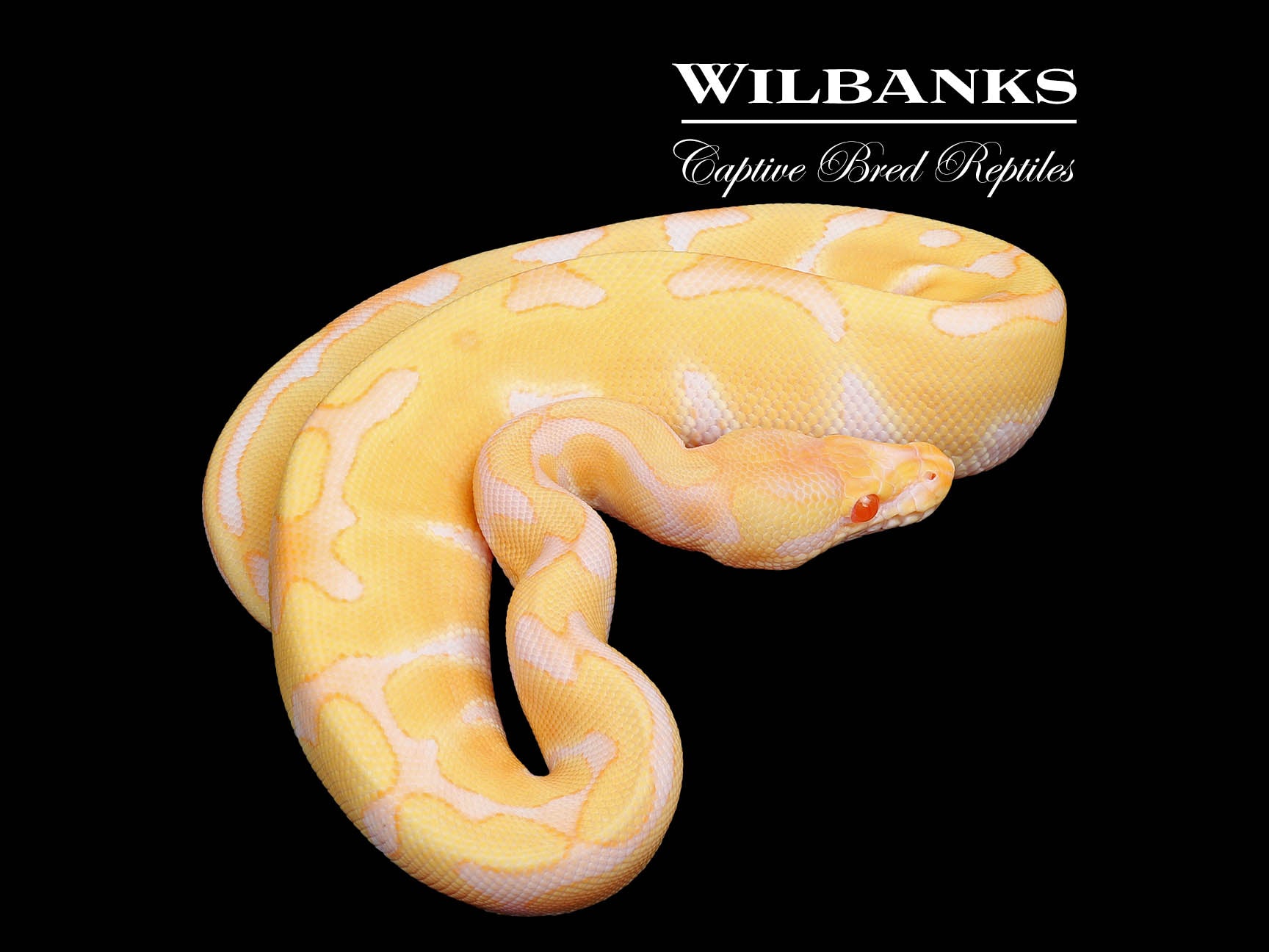 Albino Enchi Ball Python ♀ '25 – Wilbanks Captive Bred Reptiles