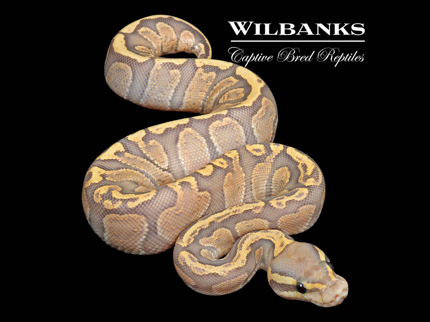 GHI Fire Ghost Ball Python ♀ '25 – Wilbanks Captive Bred Reptiles