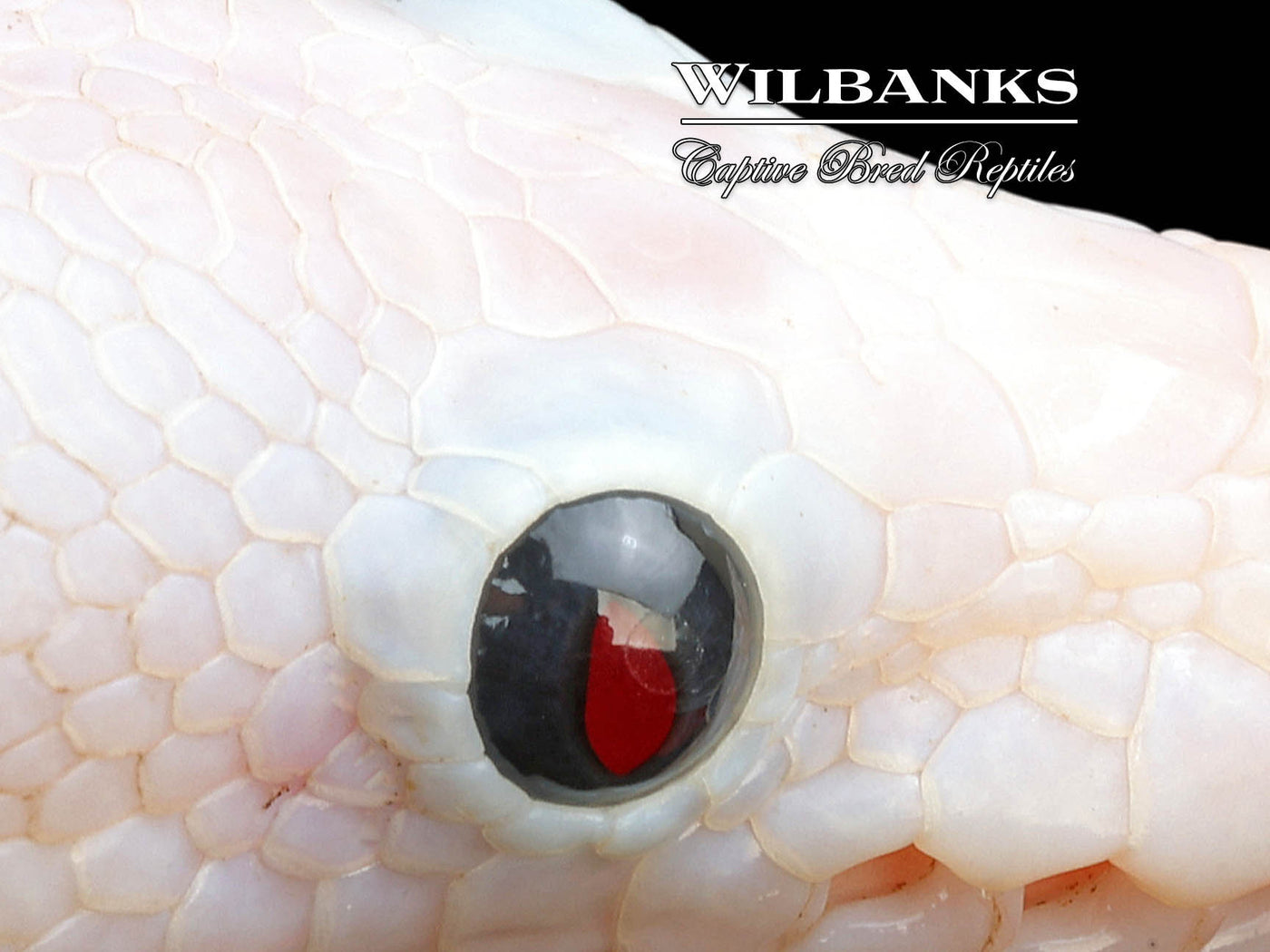 Super Fire Ball Python ♀ '25 – Wilbanks Captive Bred Reptiles