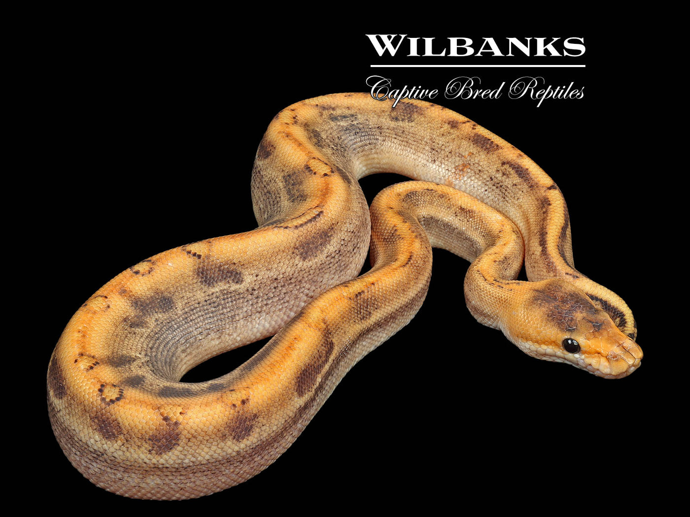Champagne 100% Het. Orange Crush Ball Python ♀ '25 – Wilbanks Captive Bred Reptiles