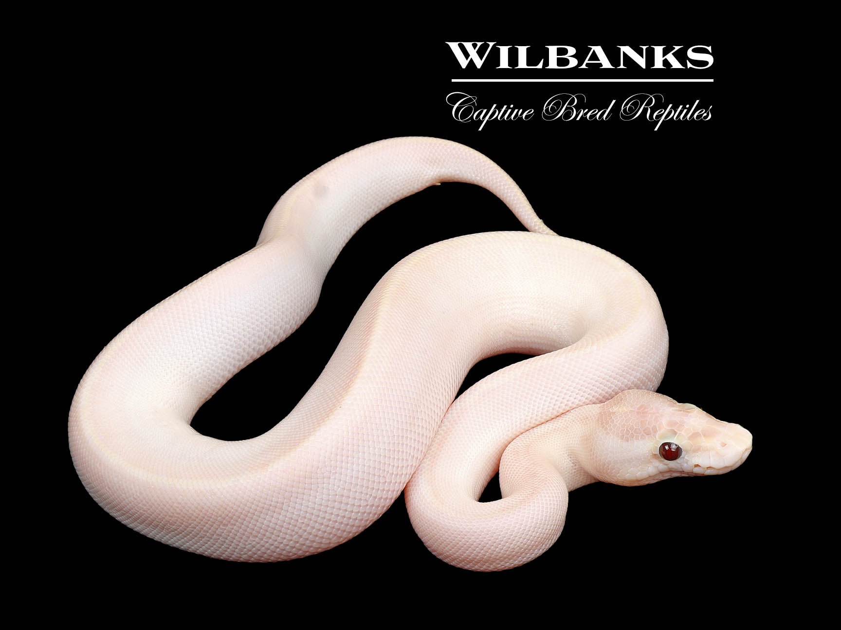 Banana Butter Ivory Ball Python ♂ '25 – Wilbanks Captive Bred Reptiles
