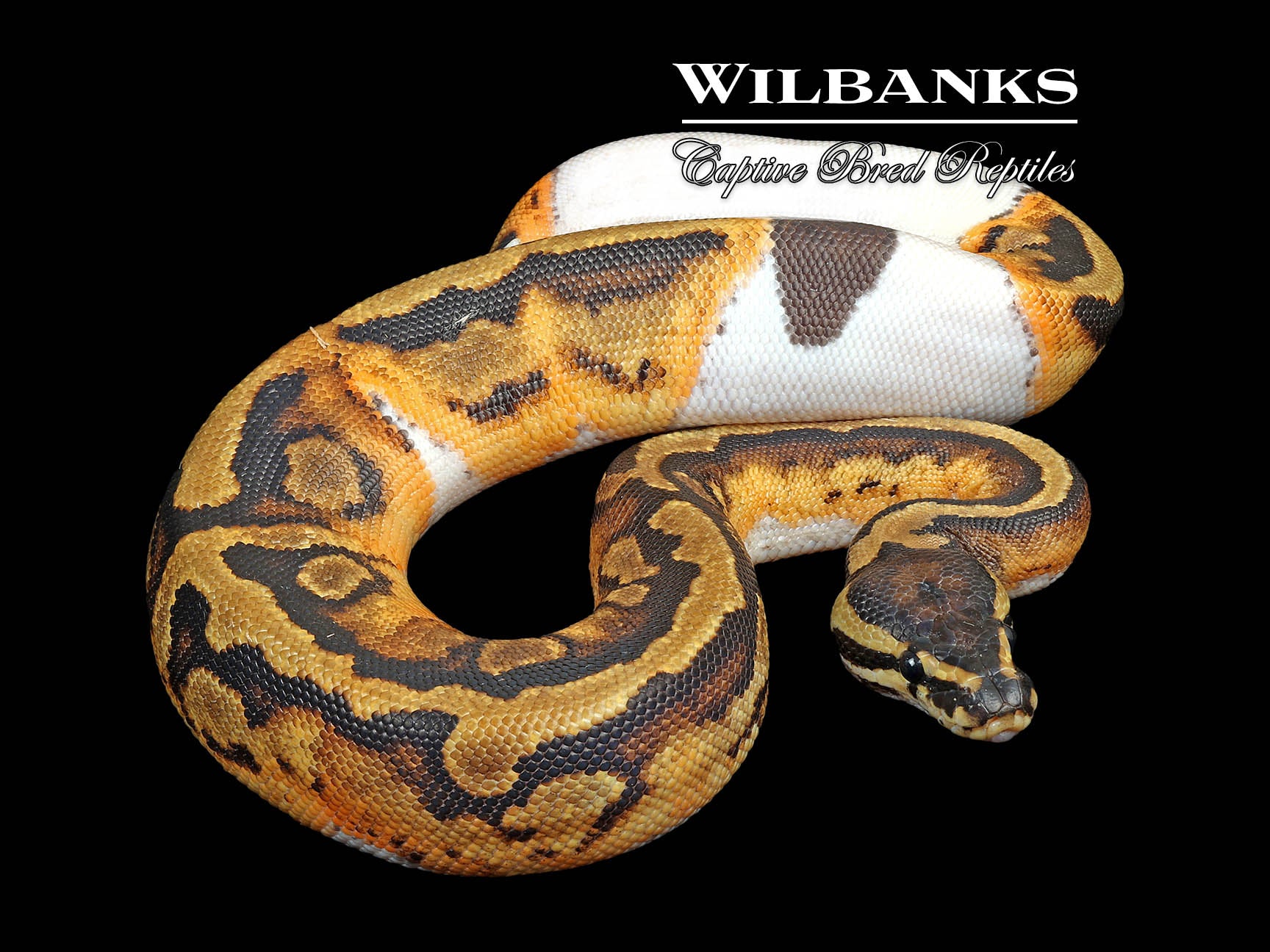 Pied Ball Python ♀ '25 – Wilbanks Captive Bred Reptiles