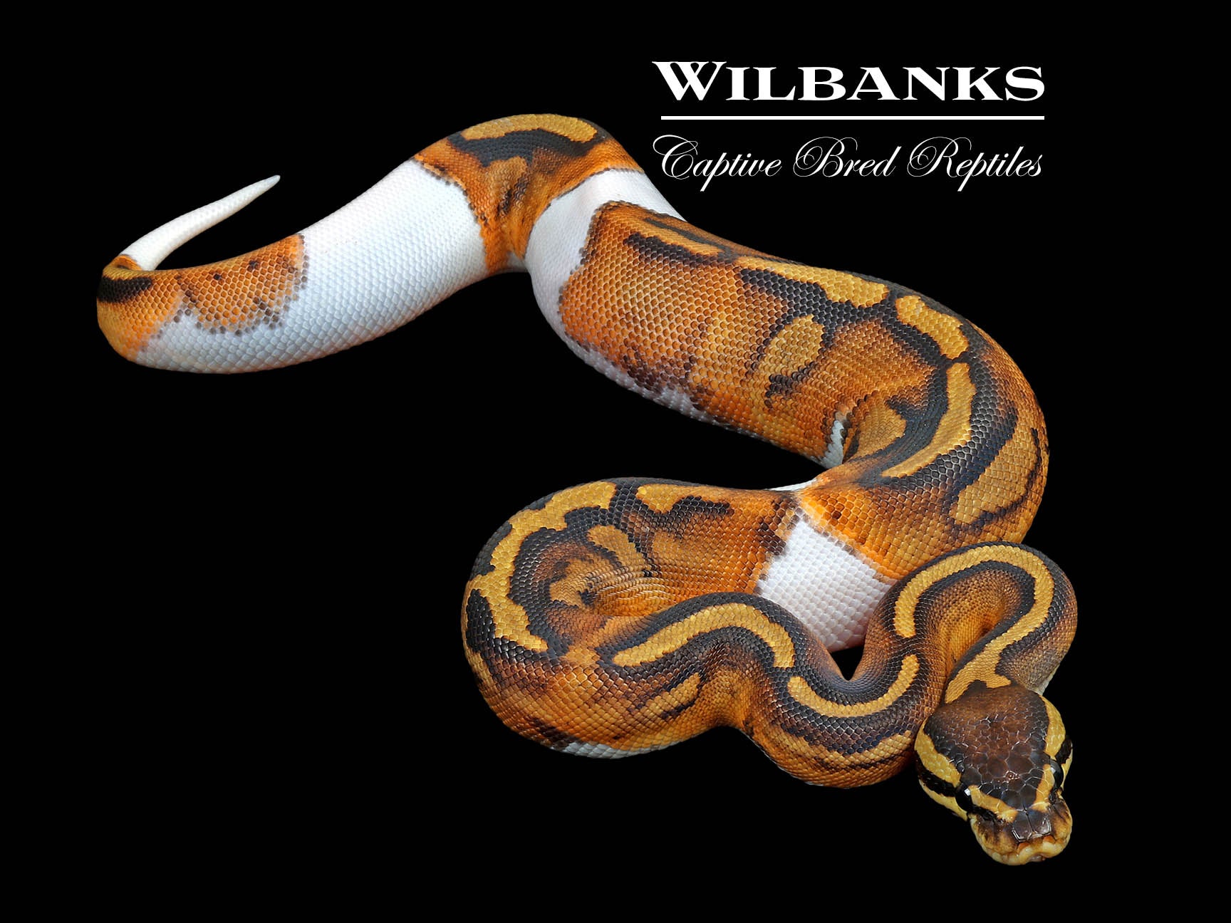 Pied Ball Python ♀ '25 – Wilbanks Captive Bred Reptiles