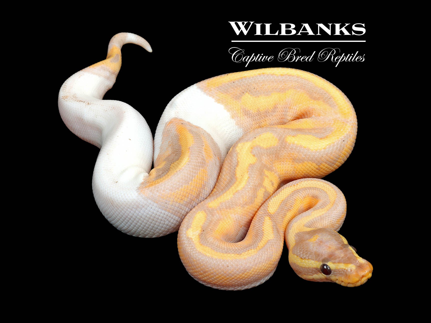 Banana Pied Ball Python ♂ '25 – Wilbanks Captive Bred Reptiles