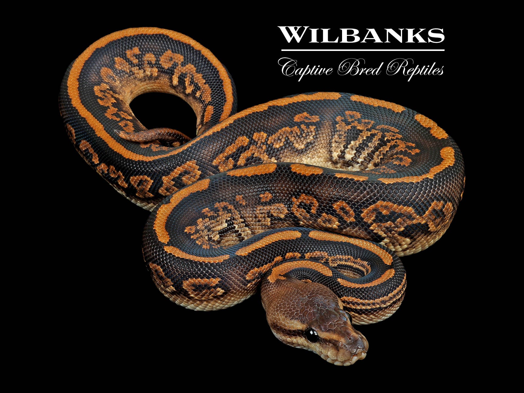 Mahogany Black Pastel 100% Het. Pied Ball Python ♂ '25 – Wilbanks ...