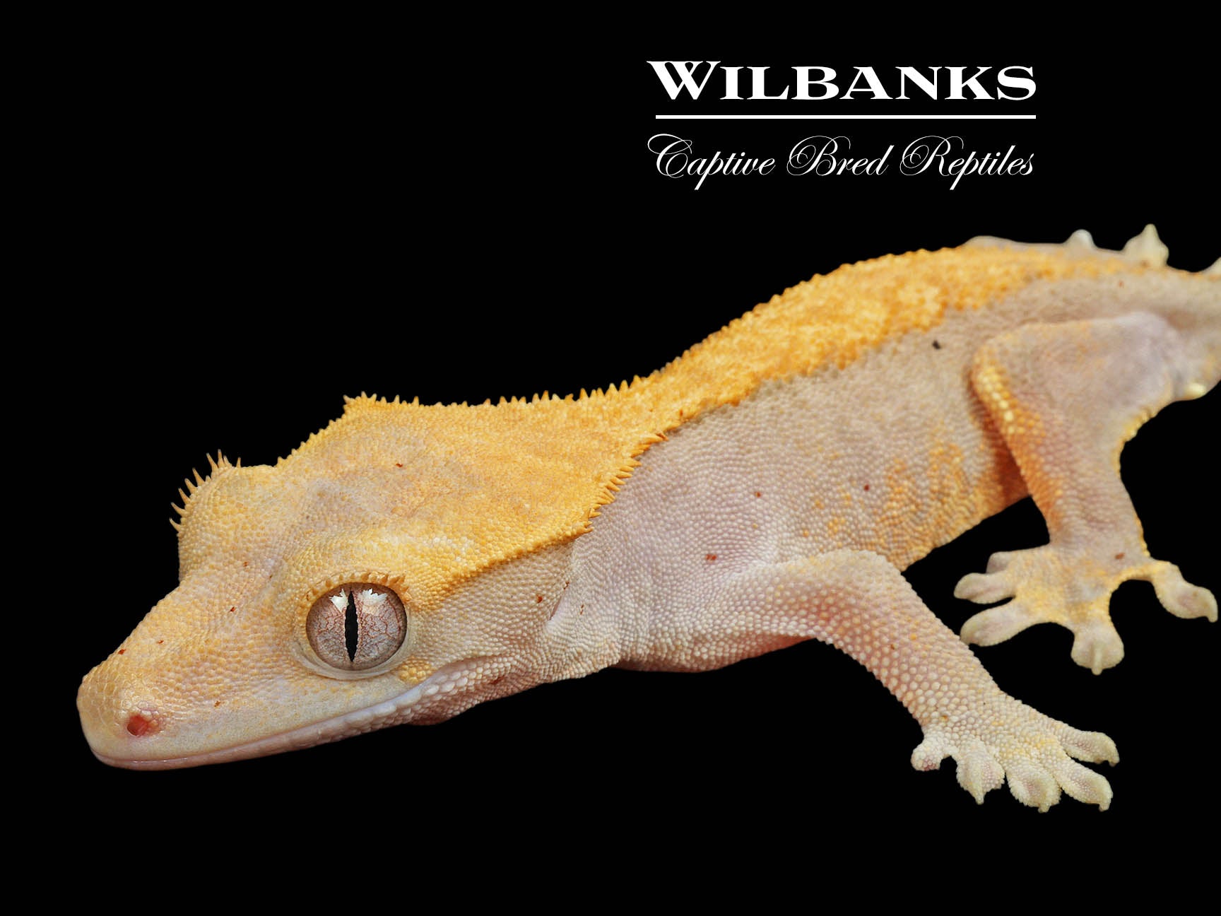 Fire (100% Guaranteed Het. Black Eyed Leucistic) Crested Gecko ♂ '24 ...