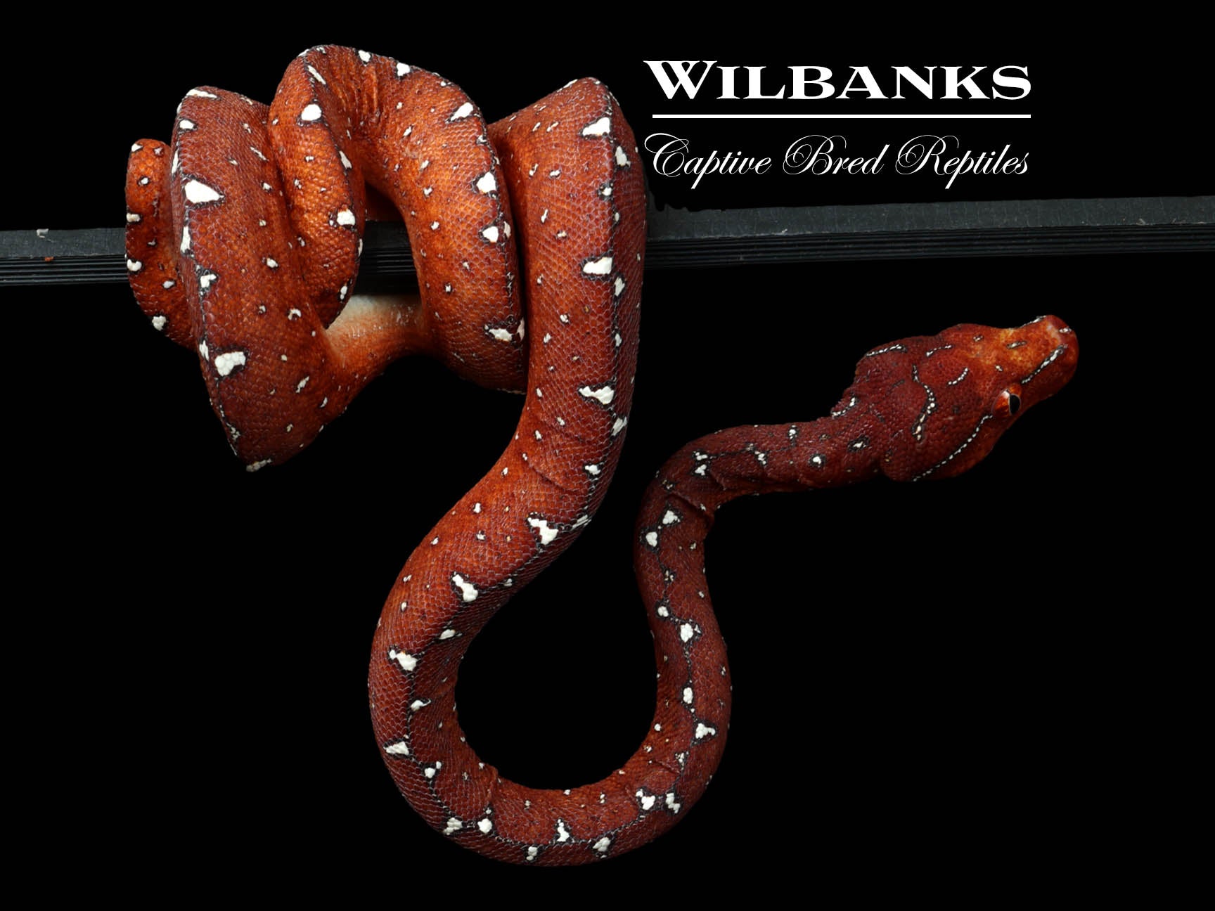 USCBB Biak Green Tree Python '24 – Wilbanks Captive Bred Reptiles