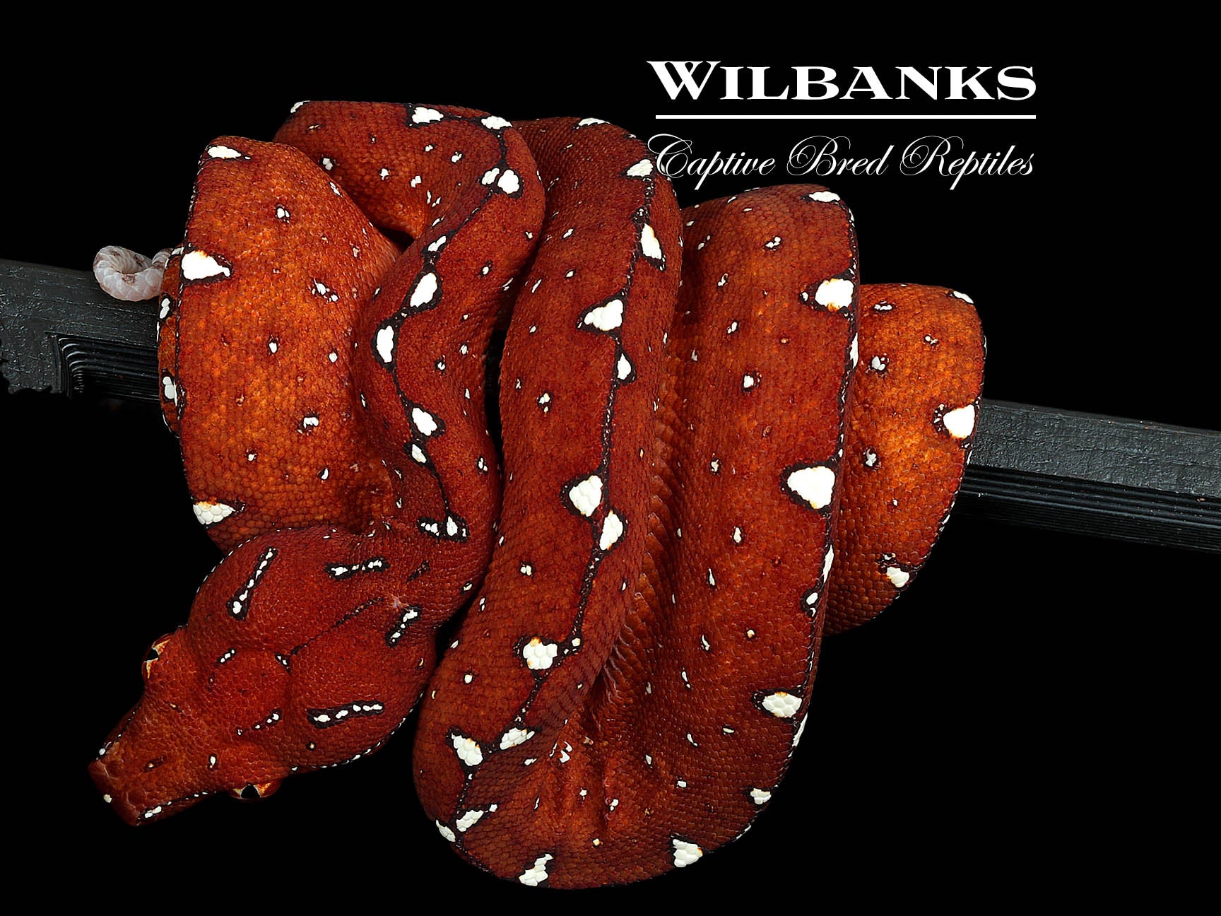 USCBB Biak Green Tree Python '24 – Wilbanks Captive Bred Reptiles