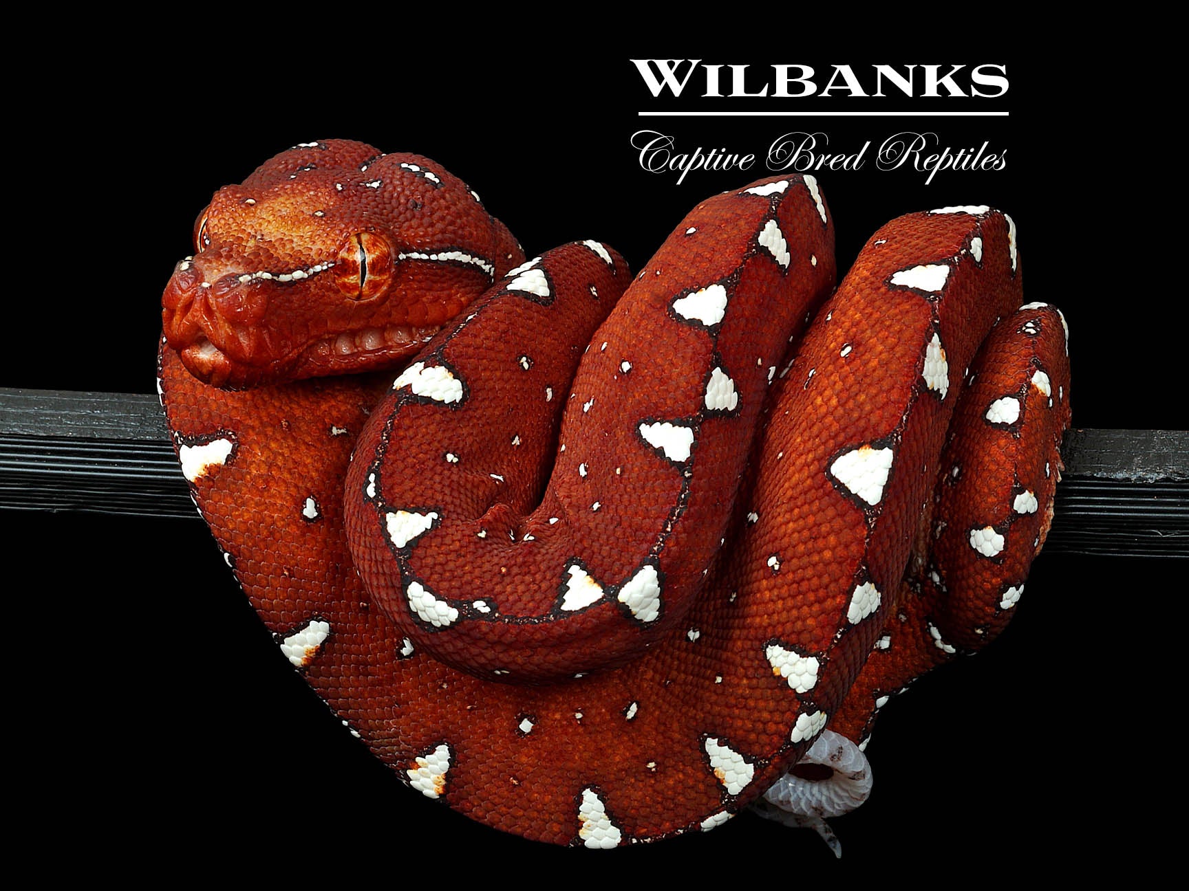 USCBB Biak Green Tree Python '24 – Wilbanks Captive Bred Reptiles
