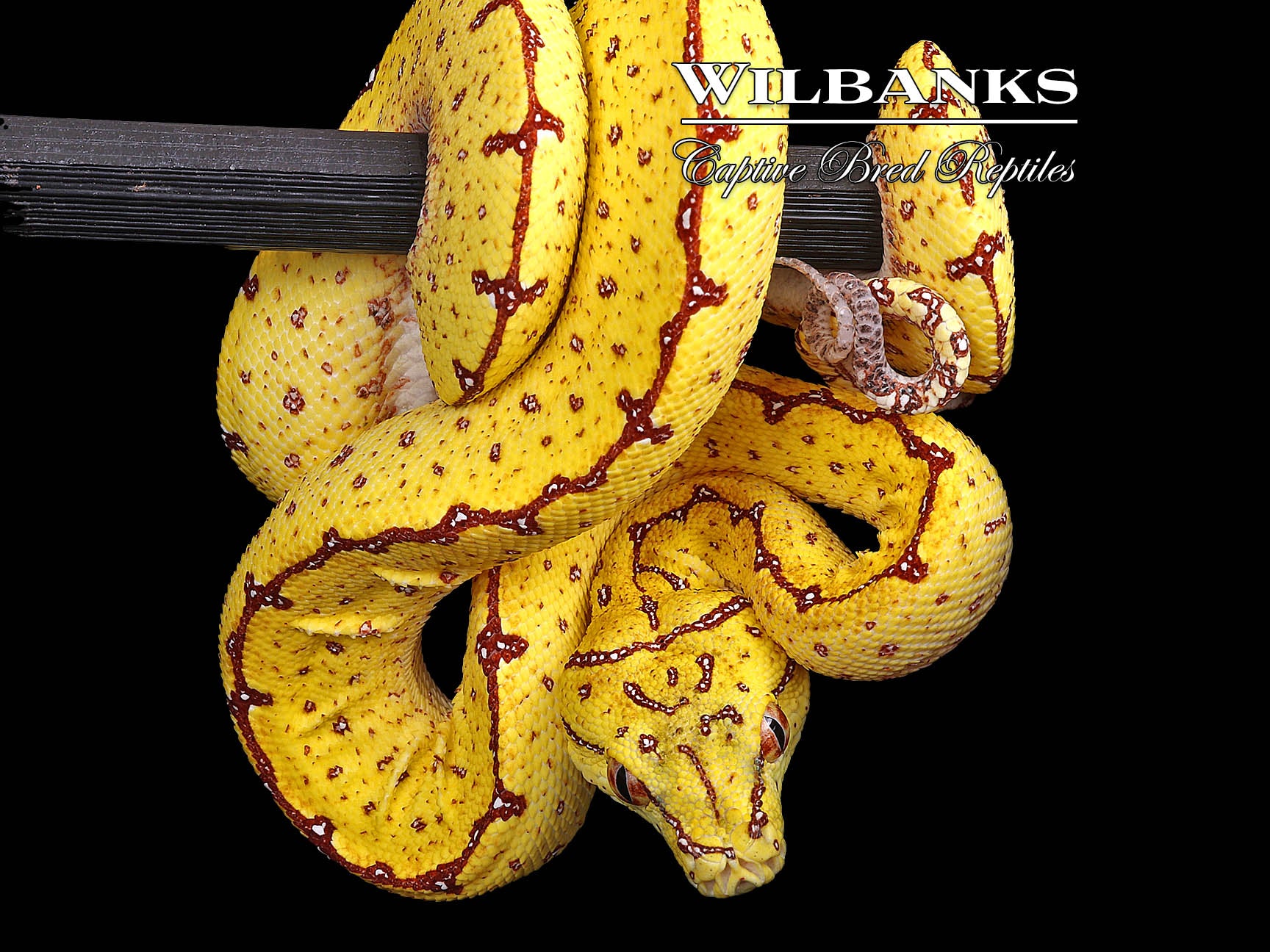 USCBB Jayapura Green Tree Python '24 – Wilbanks Captive Bred Reptiles