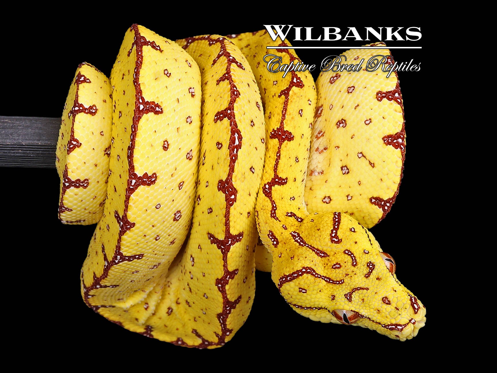 USCBB Jayapura Green Tree Python '24 – Wilbanks Captive Bred Reptiles