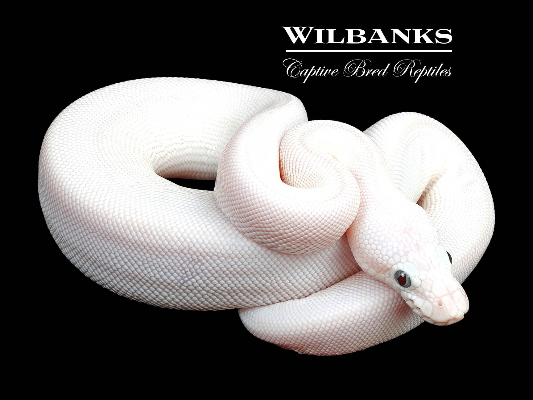 Blue Eyed Leucistic (Mojave Butter) Ball Python ♂ '25 – Wilbanks ...