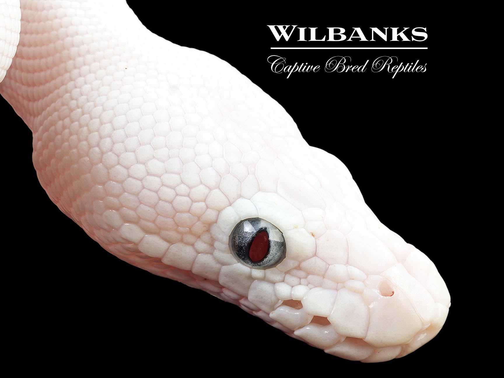 Blue Eyed Leucistic (Mojave Butter) Ball Python ♂ '25 – Wilbanks ...