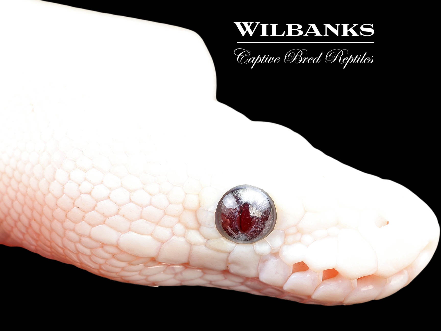 Banana Blue Eyed Leucistic (Mojave Butter) Ball Python ♂ '25 – Wilbanks ...