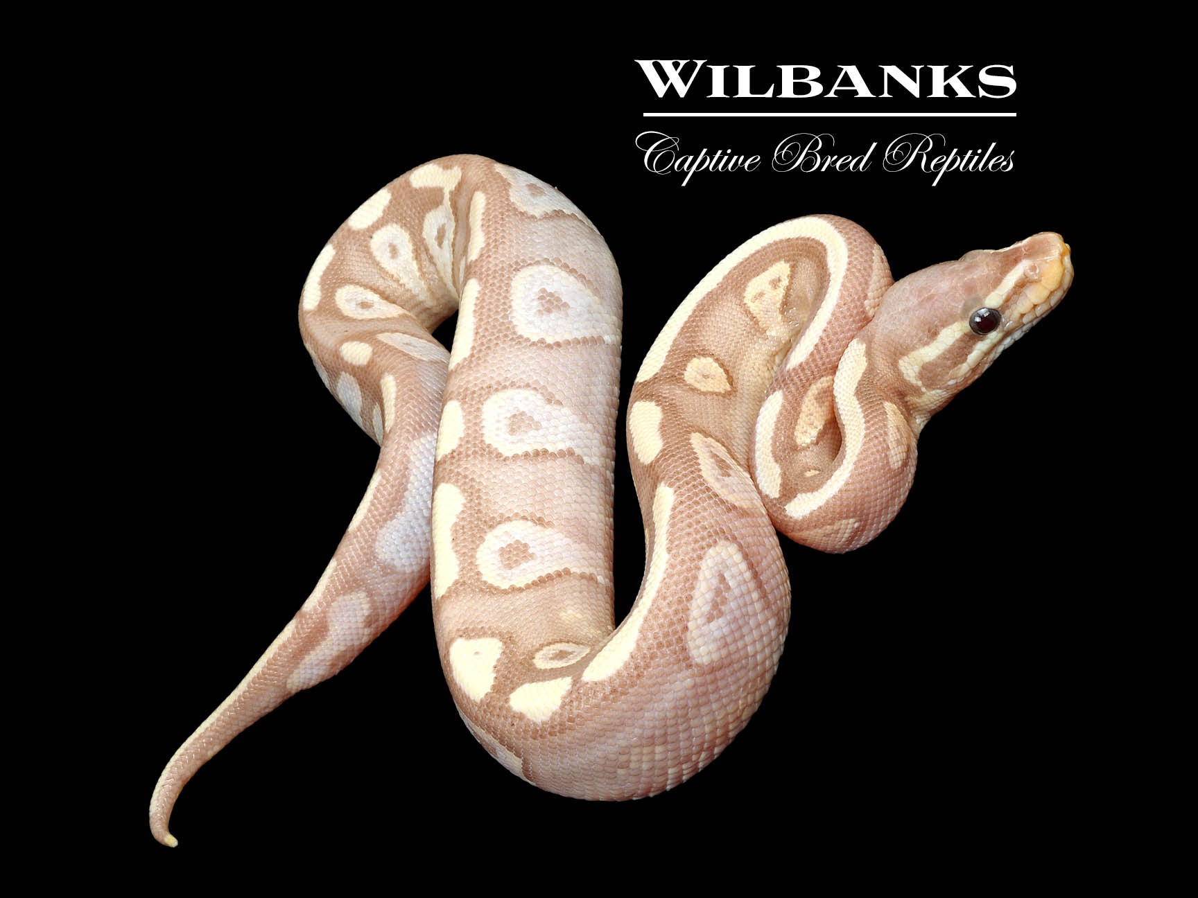 Banana Mojave Yellow Belly Ball Python ♂ '25 – Wilbanks Captive Bred ...