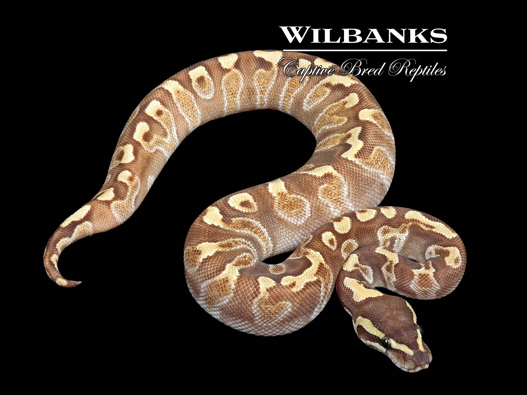 Mojave GHI Enchi 100% Het. Hypo Ball Python ♂ '25 – Wilbanks Captive ...