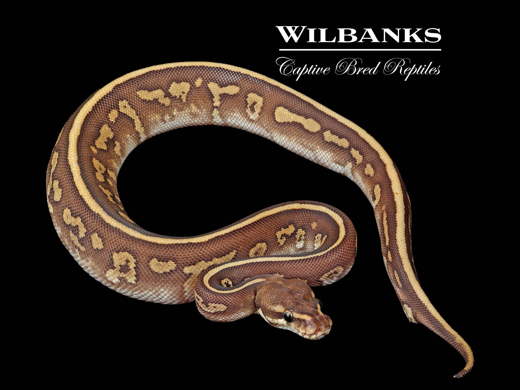 Stranger Leopard Butter Yellow Belly Ball Python ♀ '25 – Wilbanks ...