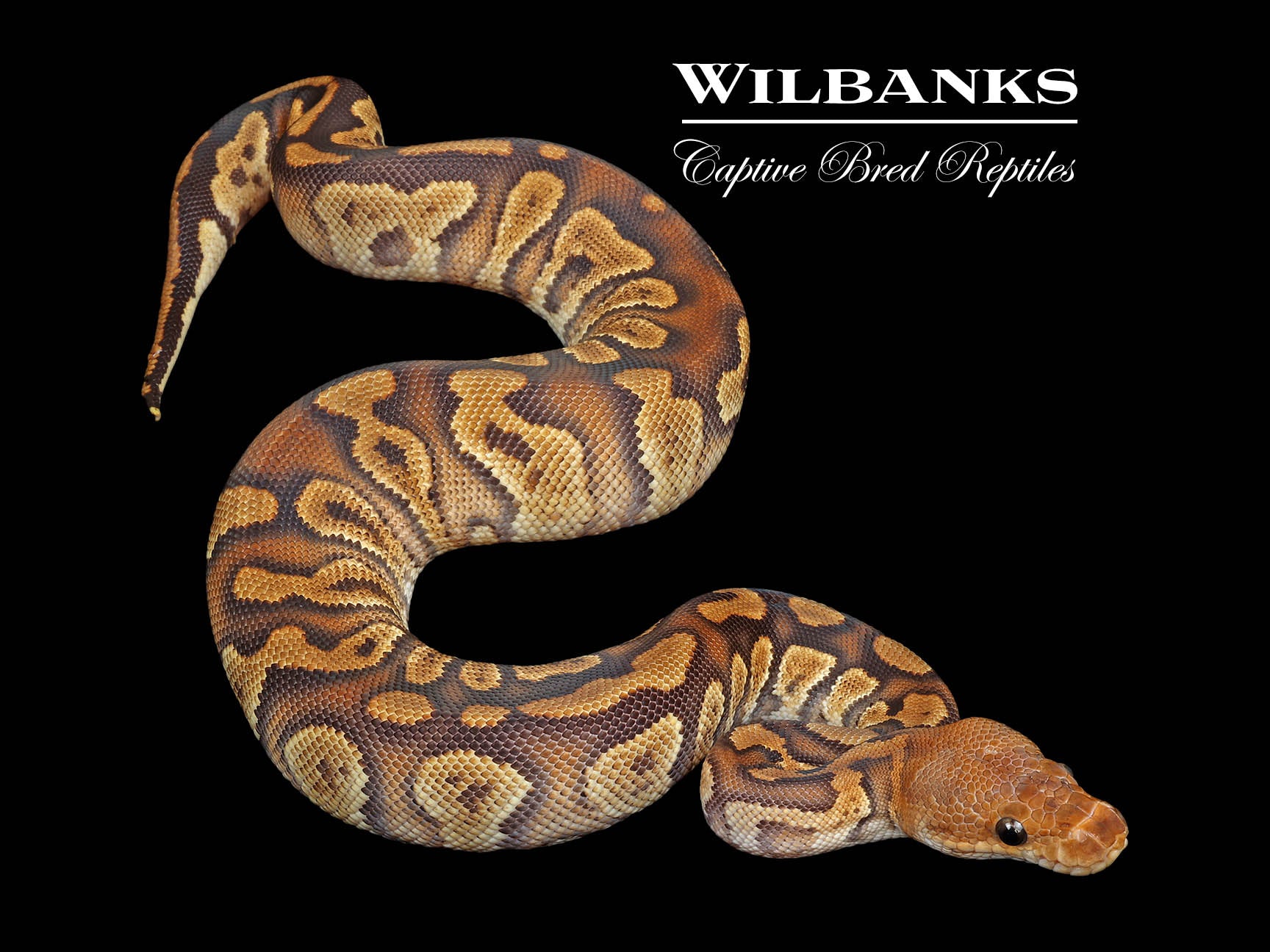 Mahogany Yellow Belly Clown Ball Python ♀ '25 – Wilbanks Captive Bred ...