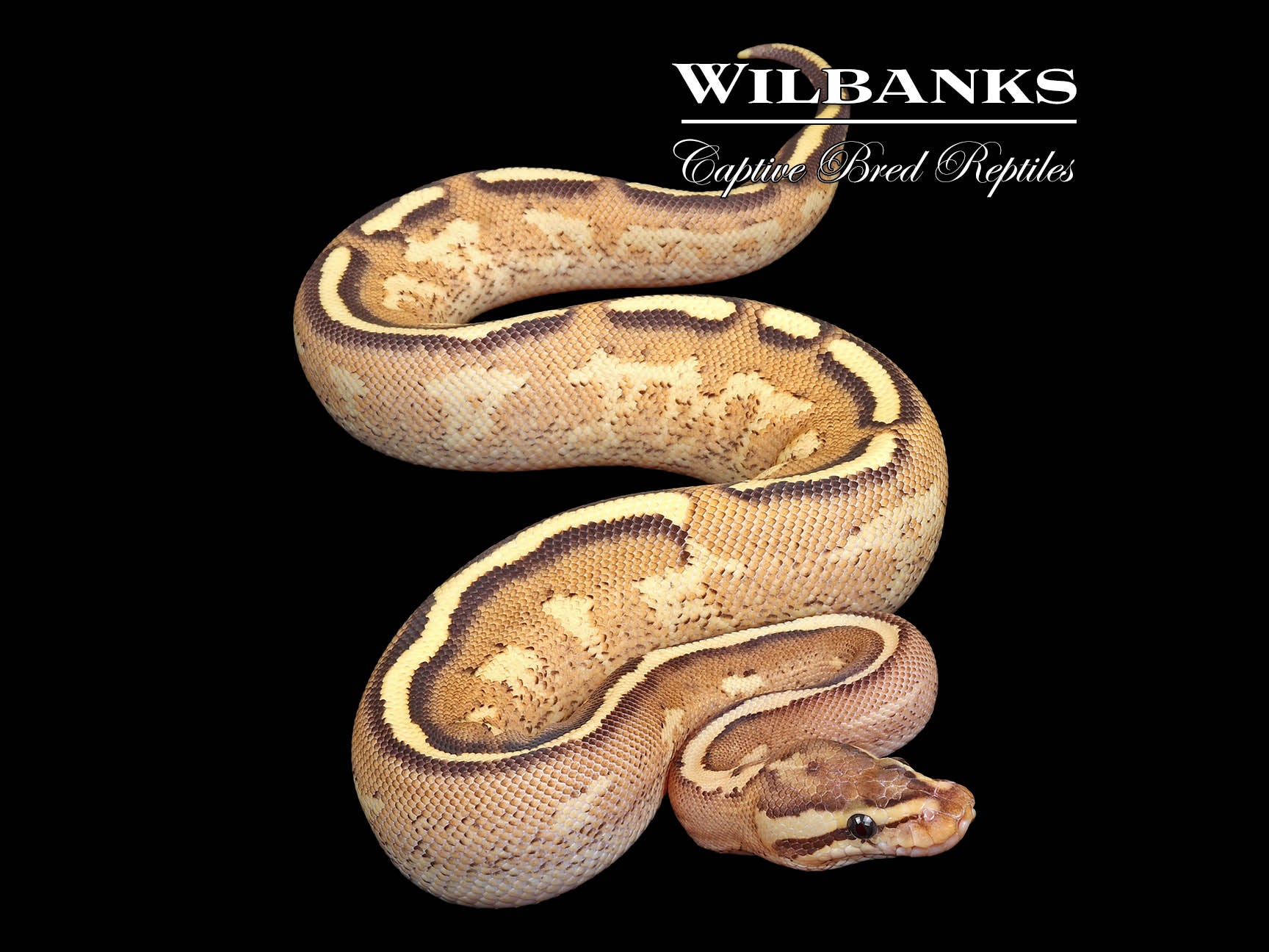 Super Stripe Ball Python ♀ '25 – Wilbanks Captive Bred Reptiles
