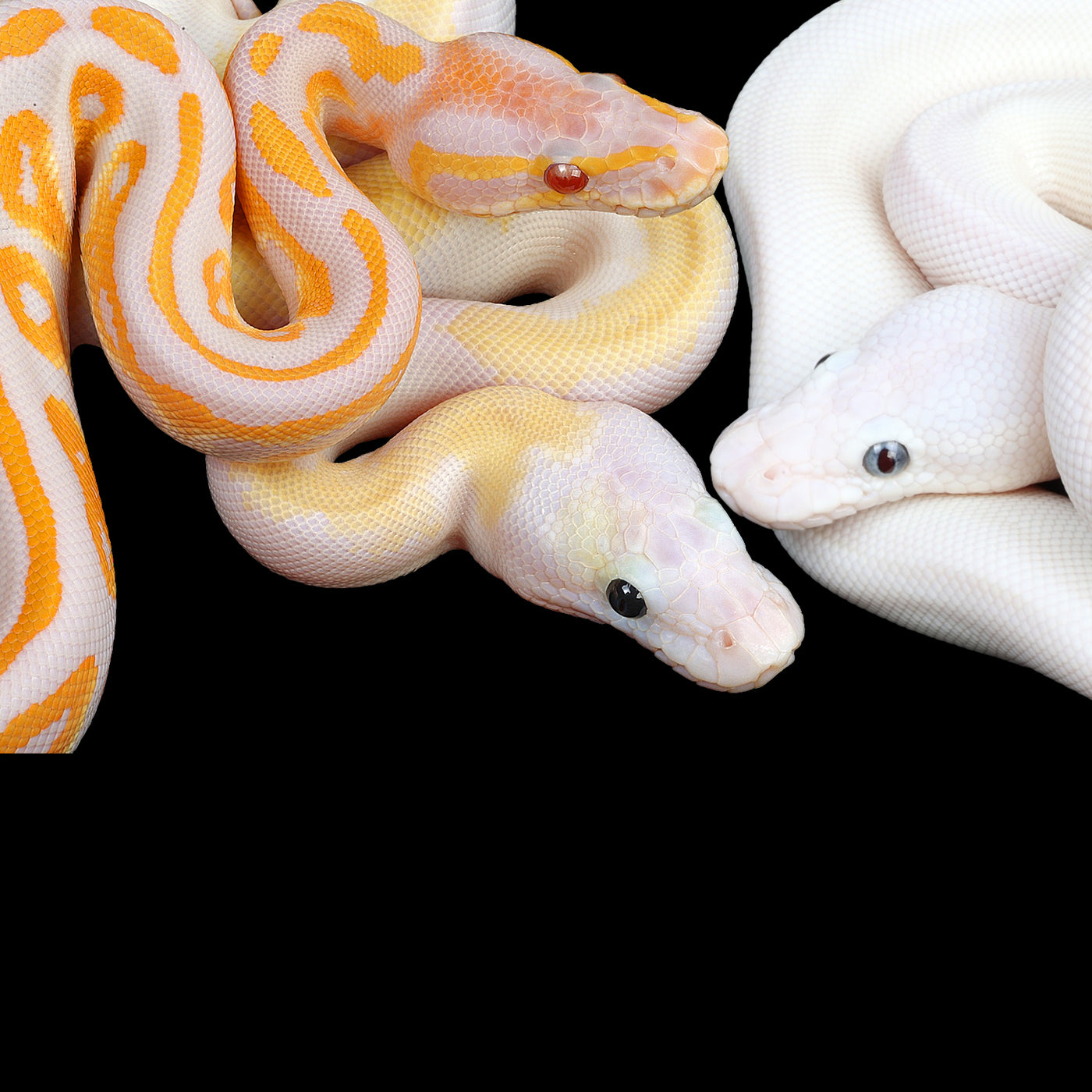Ball Pythons For Sale - Wilbanks Captive Bred Reptiles