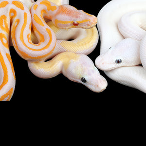 Ball Pythons For Sale - Wilbanks Captive Bred Reptiles