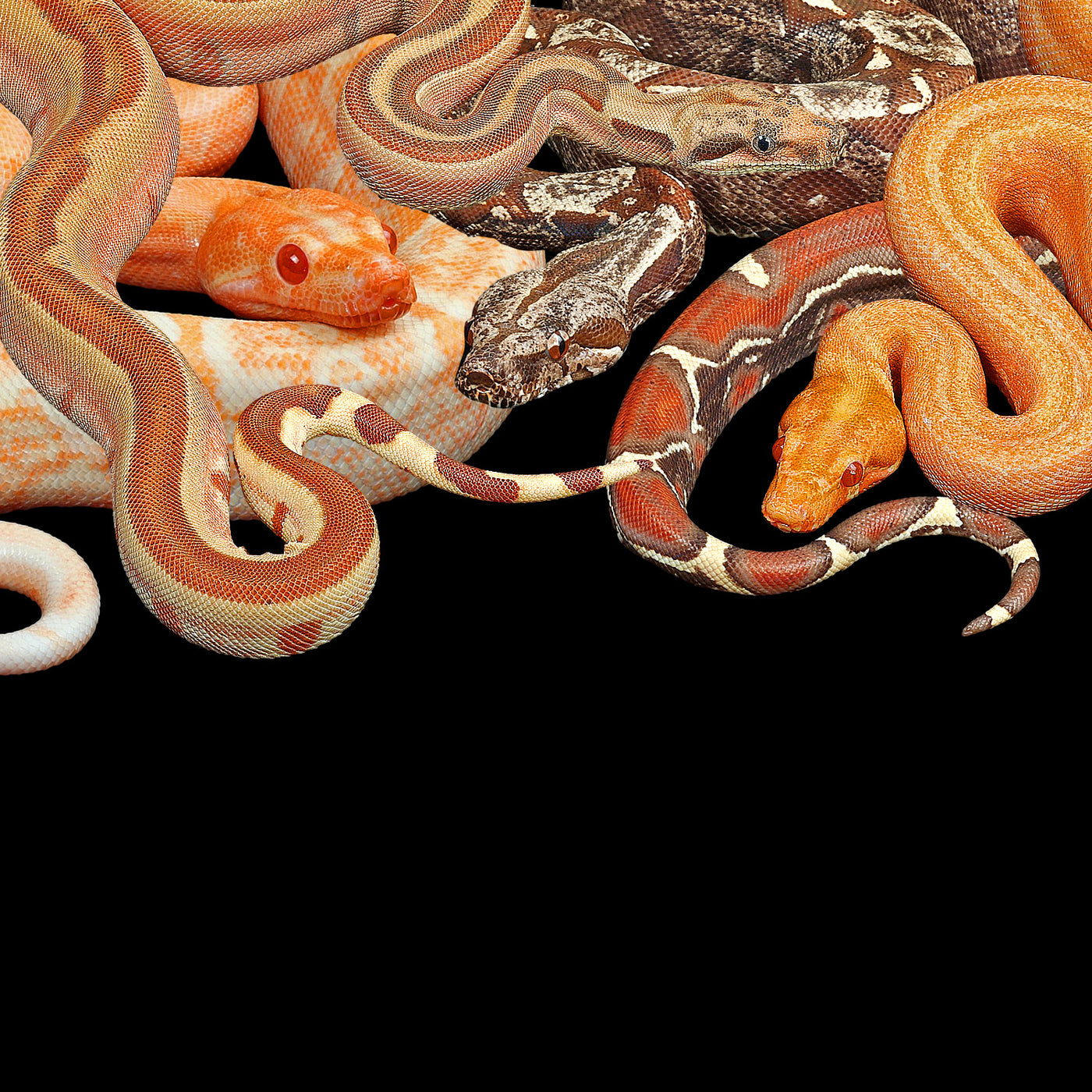 Ball Pythons For Sale - Wilbanks Captive Bred Reptiles