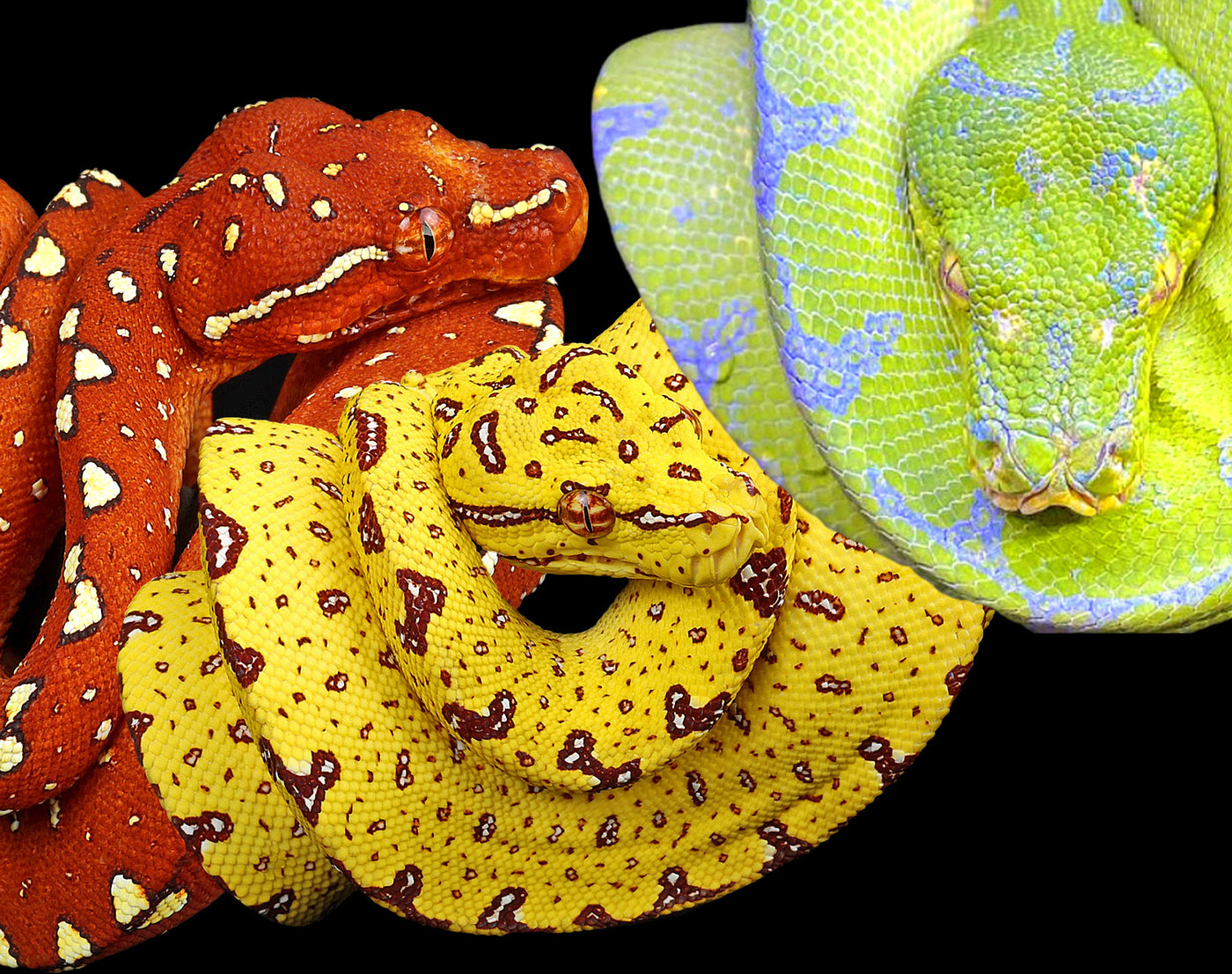 Ball Pythons For Sale - Wilbanks Captive Bred Reptiles