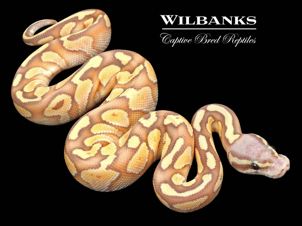 Banana Lesser Ball Python