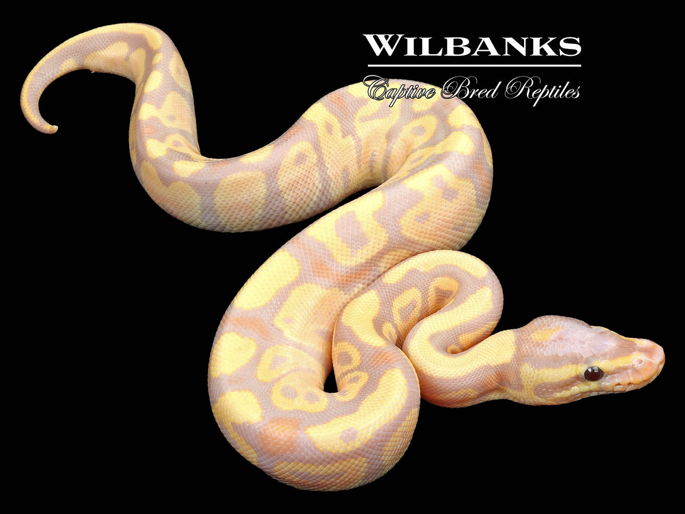 Fire Ball Python