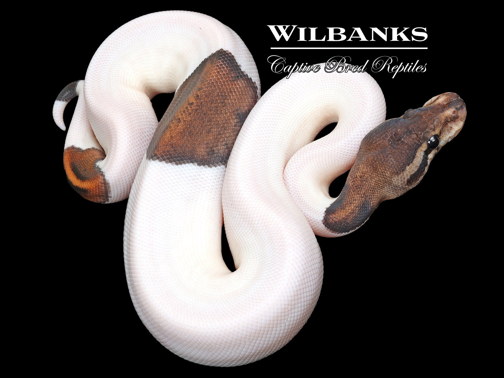 Super Black Pastel Ball Python