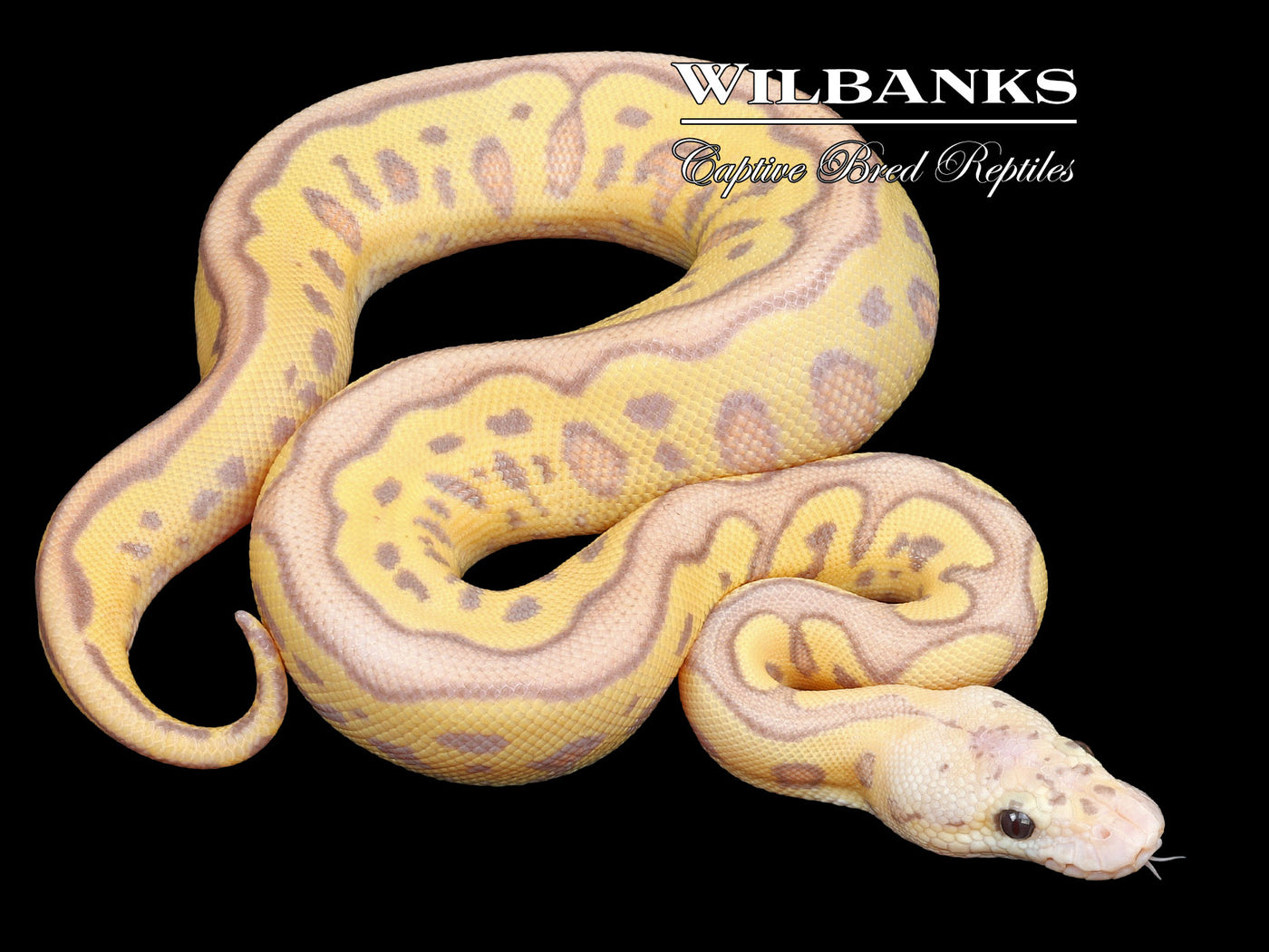 Banana Clown Ball Python