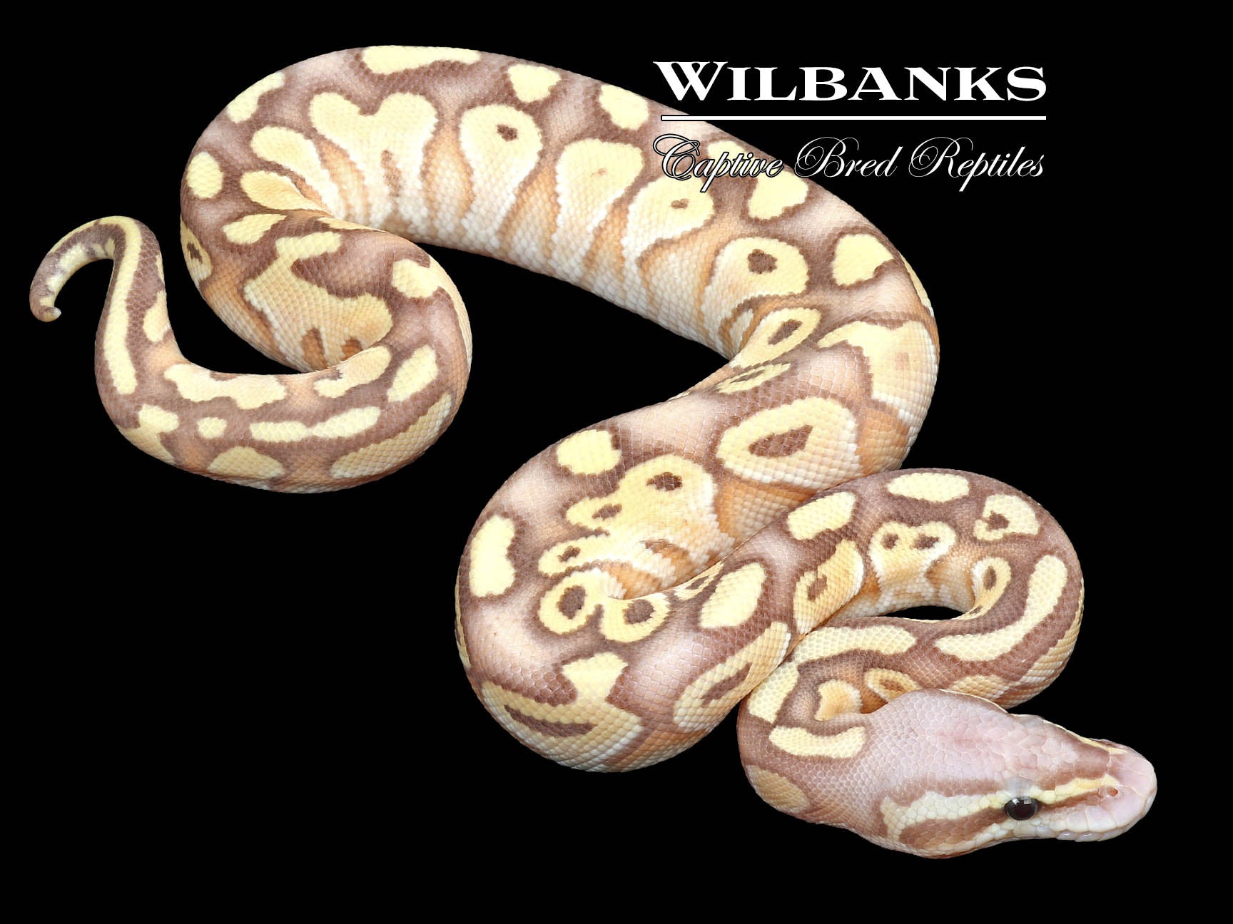 Butter Lesser Ball Python