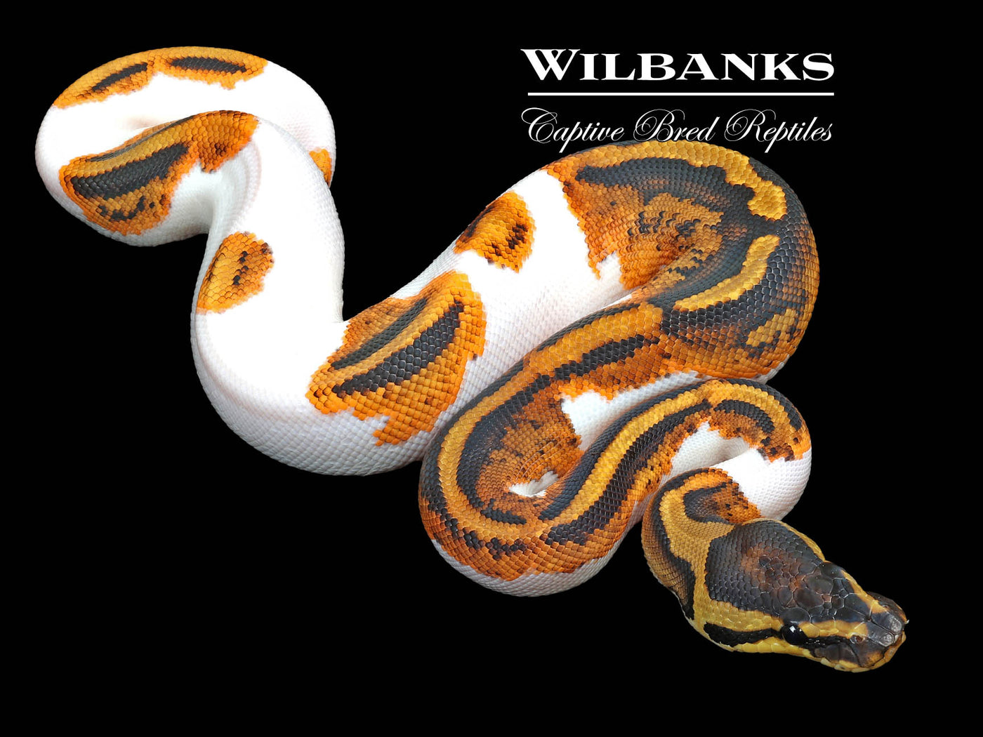 Pumpkin Pied Ball Python