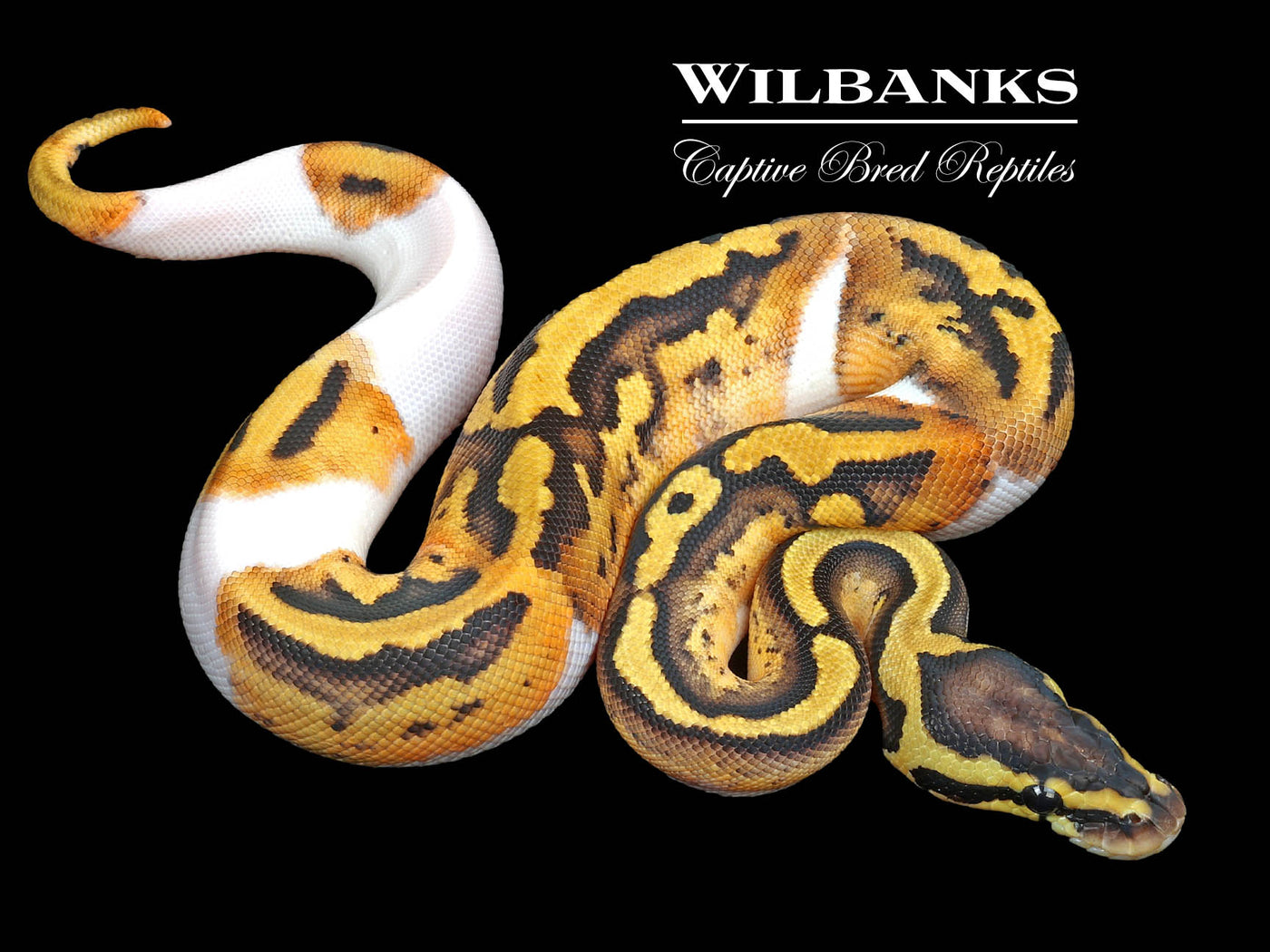 Pastel Piebald Ball Python